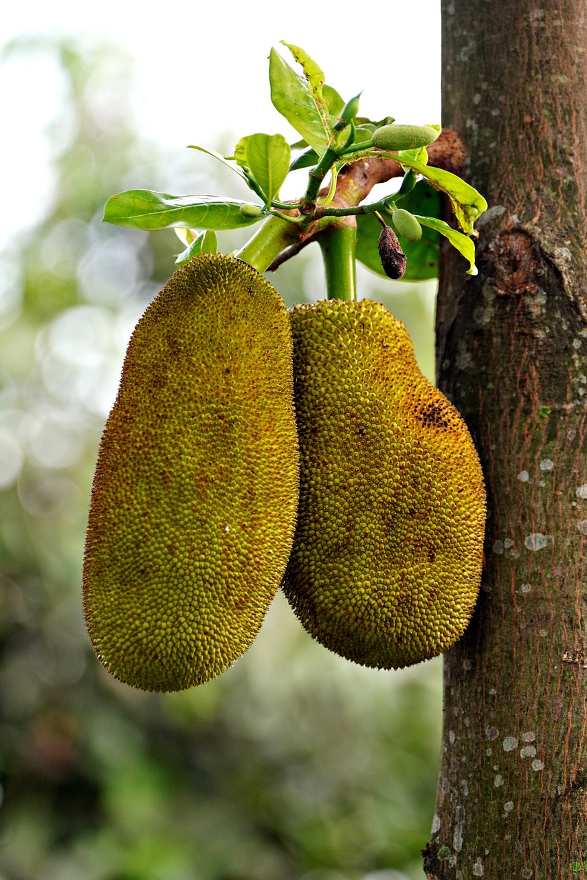 Jackfruit: What It Is and Why Everyone’s Talking About It - Prime ...